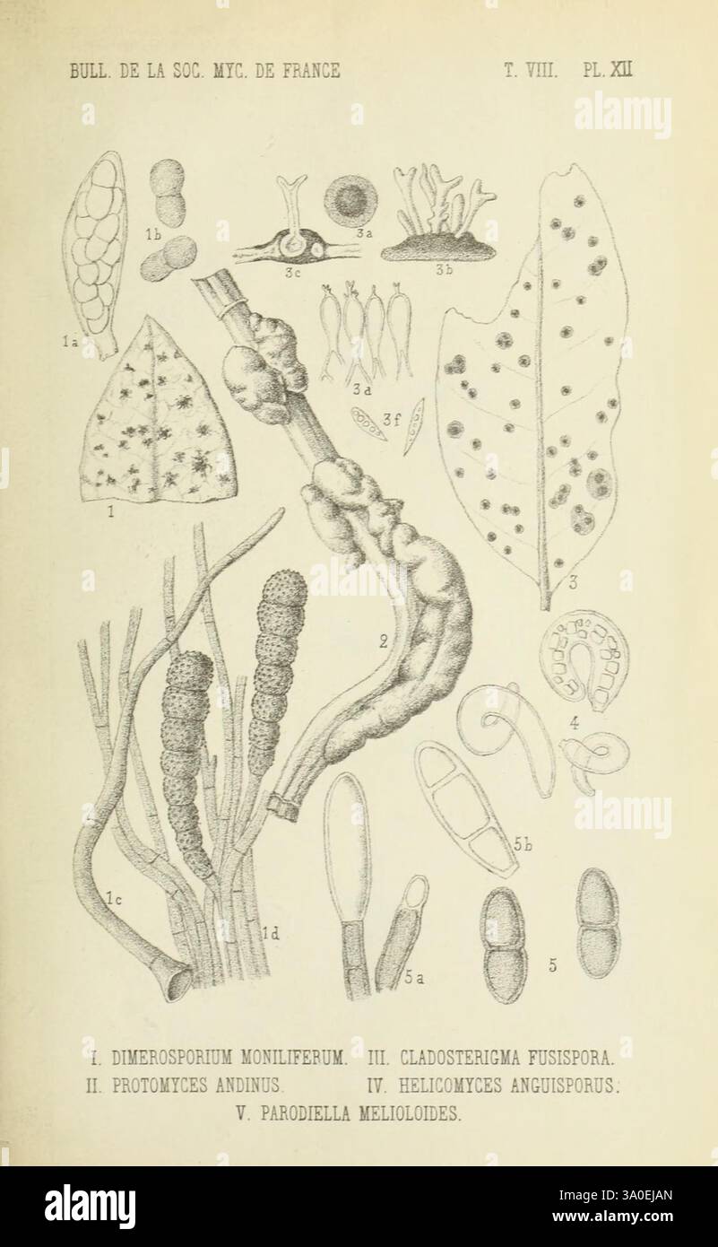 Helicomyces anguiciosus hi-res stock photography and images - Alamy