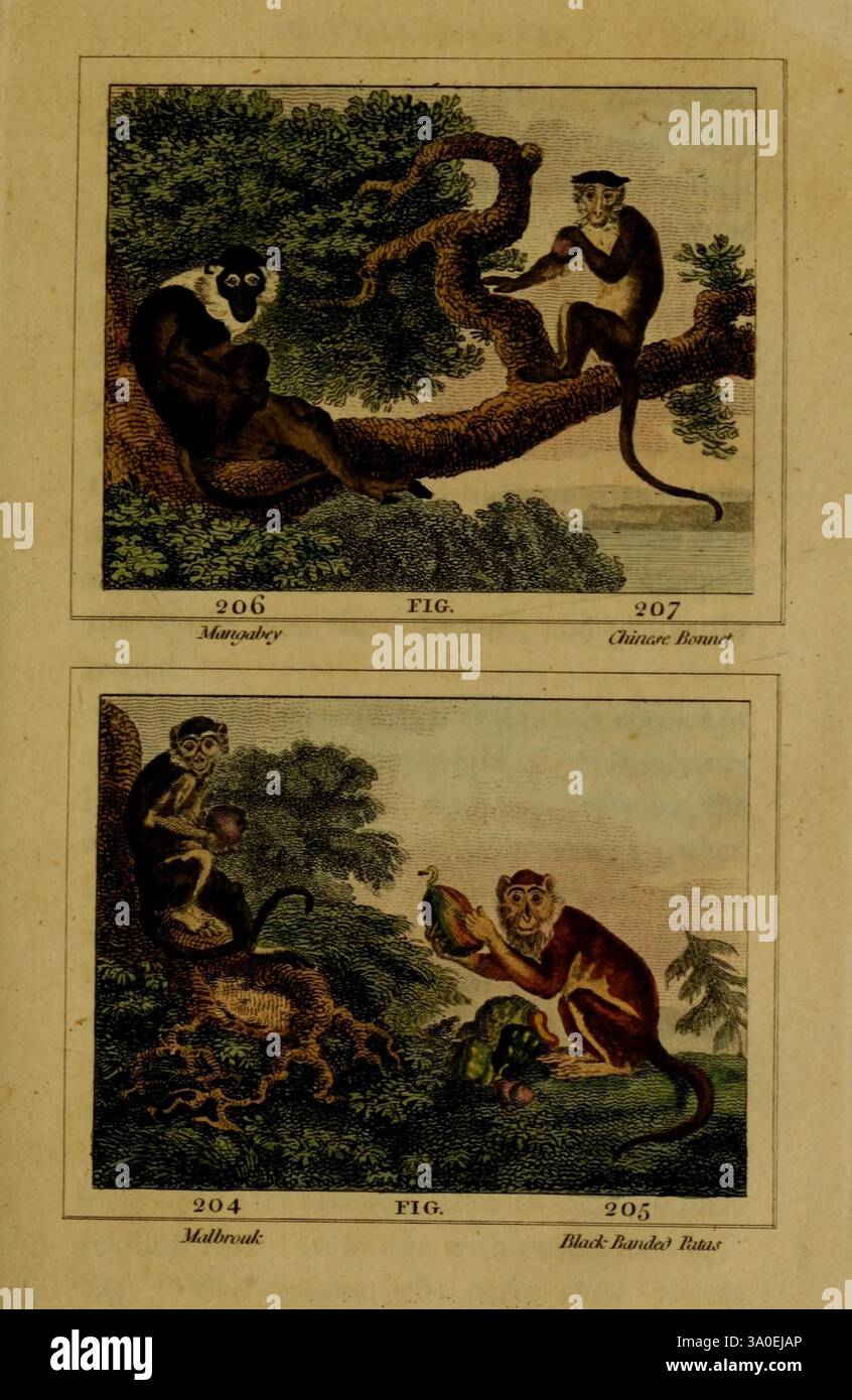 Various species of primates hi-res stock photography and images - Alamy