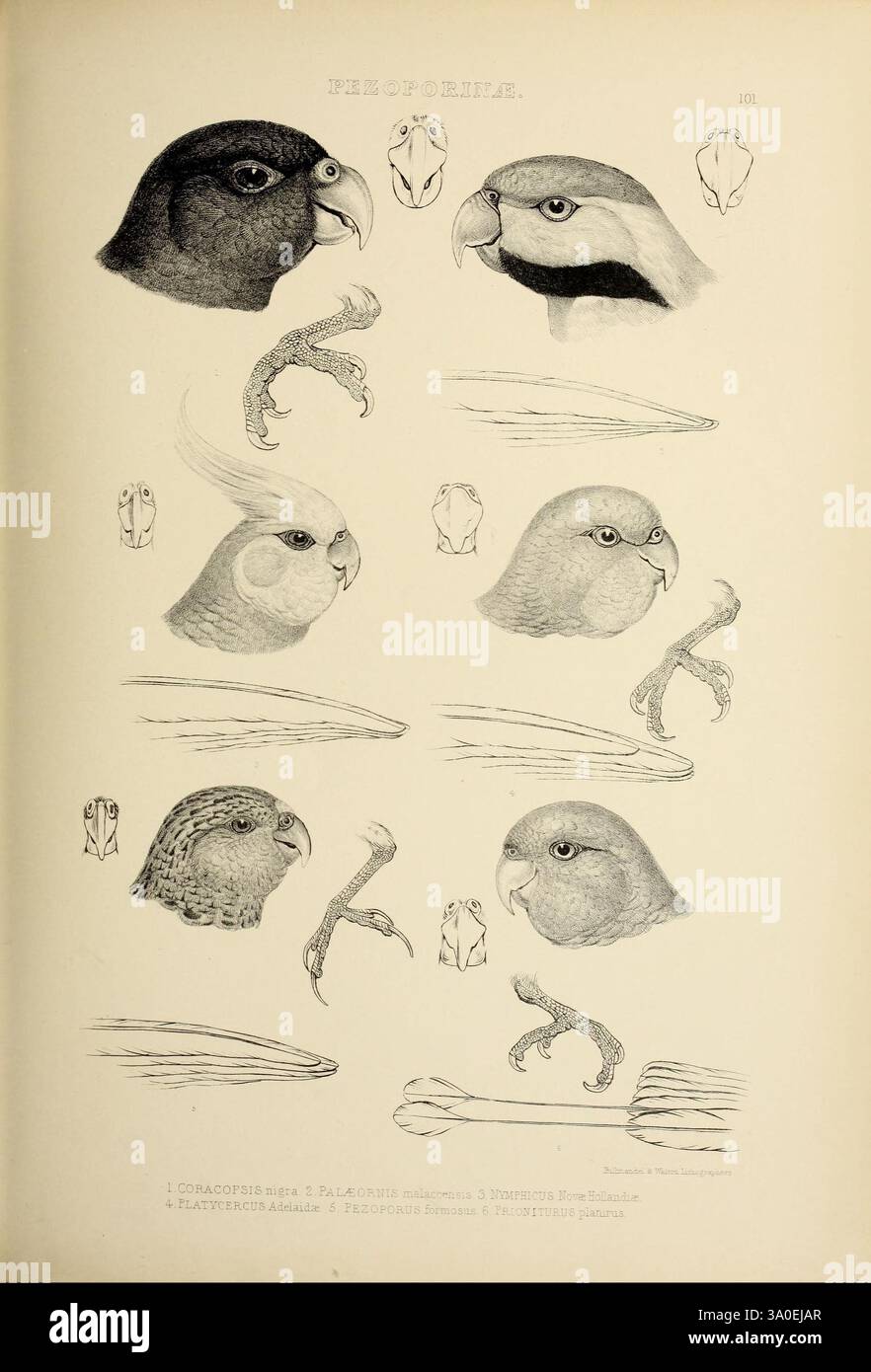 Showcasing detailed side profiles hi-res stock photography and images ...