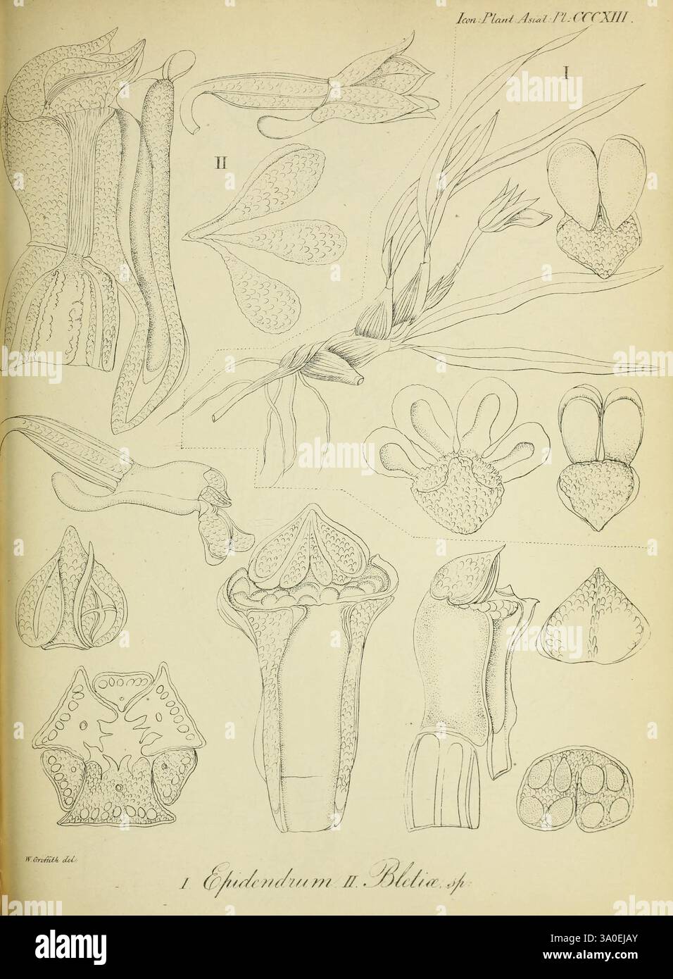 Detailed diagrams of leaves hi-res stock photography and images - Alamy