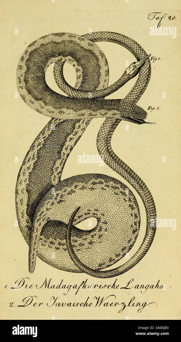 Herrn de la Cepede's Naturgeschichte der Amphibien, oder der ...