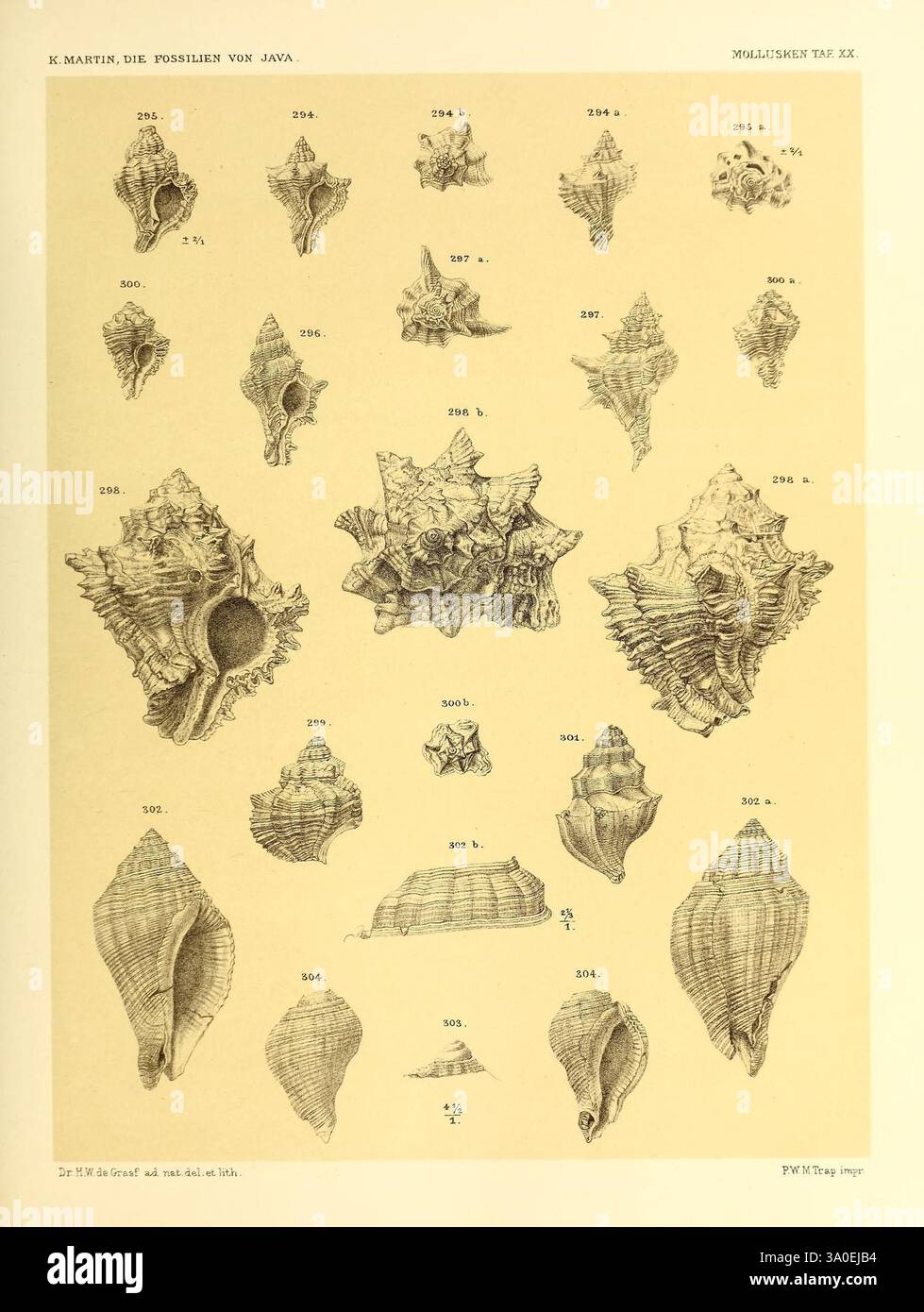 Die fossilien von Java, Leiden, Buchhandlung und druckerei vormals E.J ...