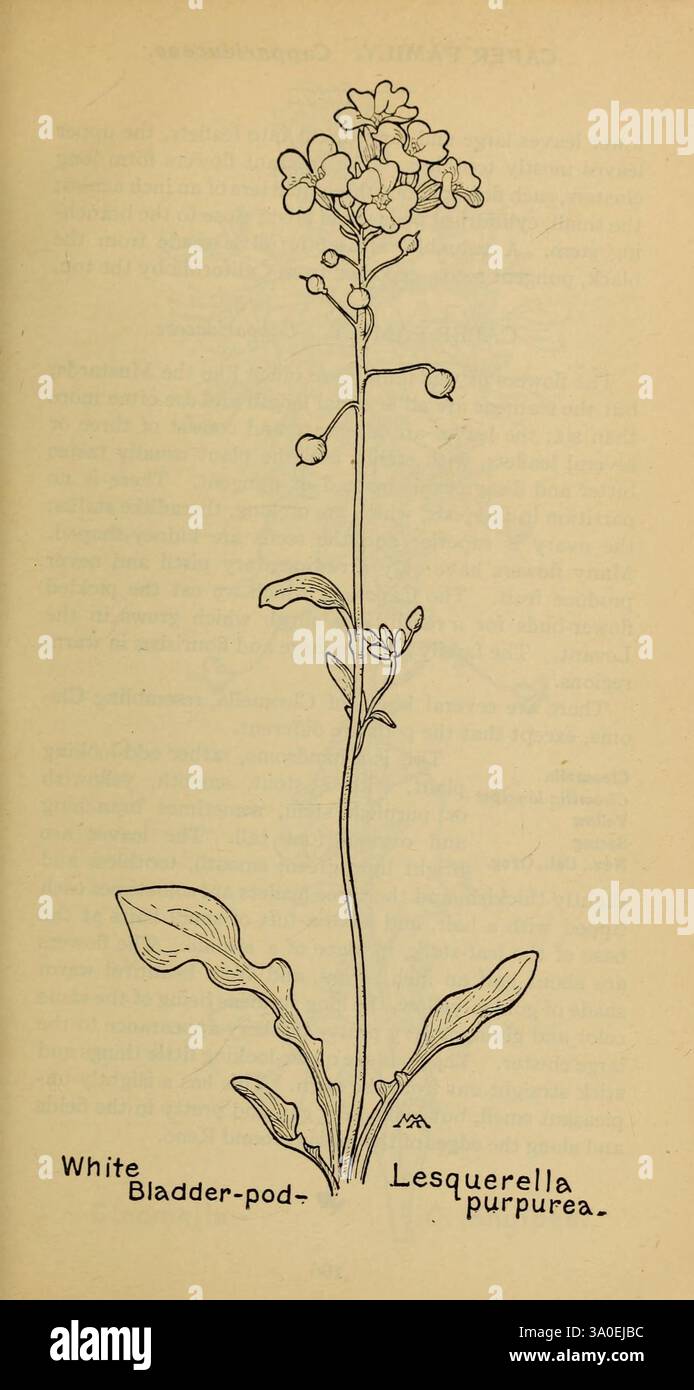 Lesquerella purpurea hi-res stock photography and images - Alamy