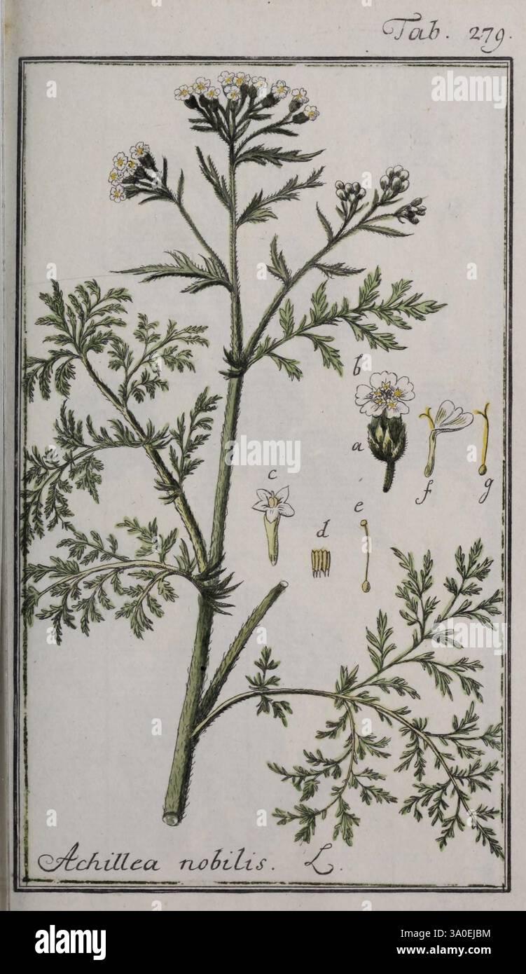 Icones plantarum medicinalium, botanical, medical, pictorial works, The ...