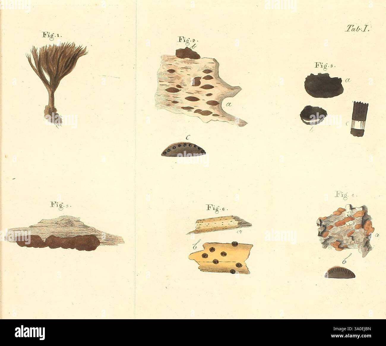 Observationes Mycologicae, Havniae, sumptibus G. Bonnieri, 1815-1818 ...