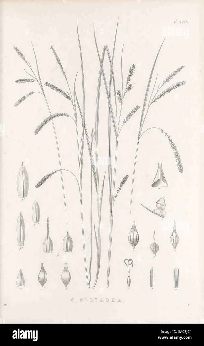 Illustrations of the genus Carex, London, William Pamplin, 1858-1867 ...