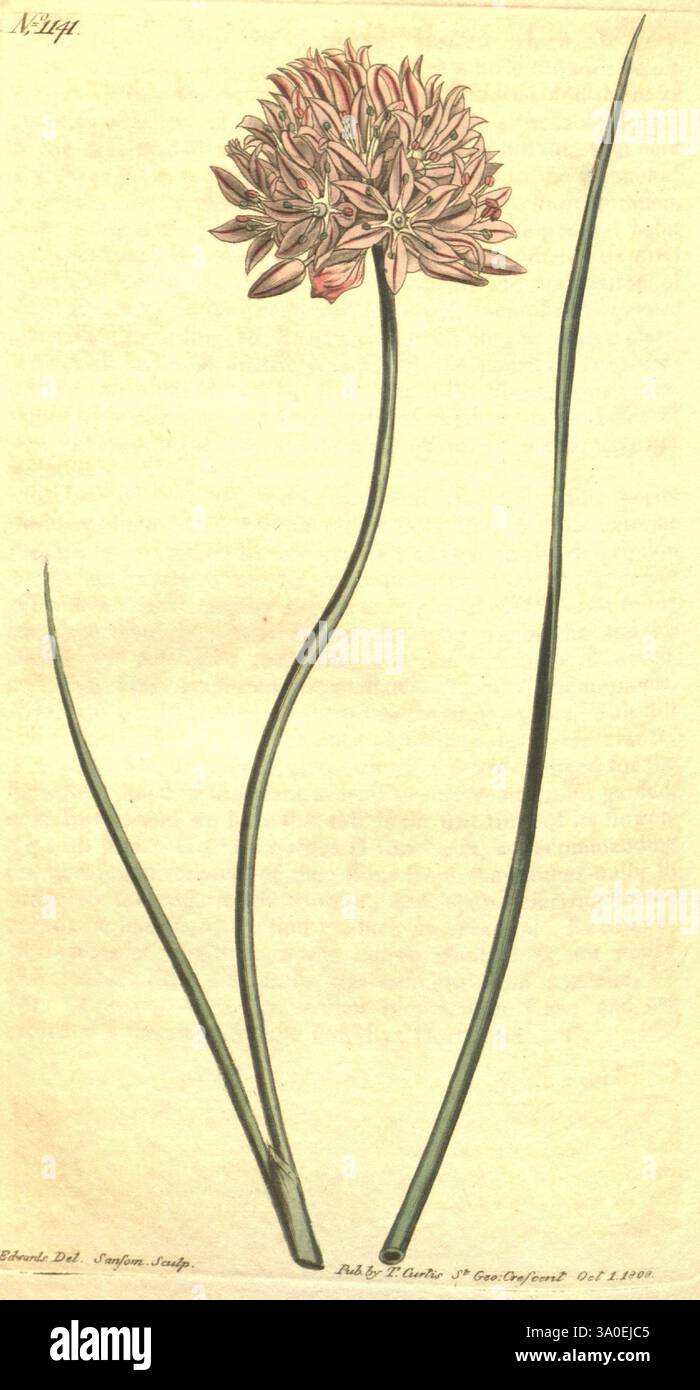 Multiple chives flowering hi-res stock photography and images - Alamy