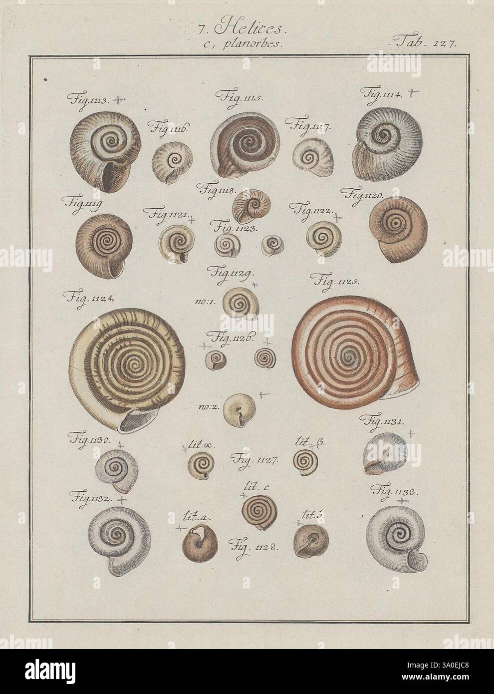 Diverse collection of snail shells hi-res stock photography and images ...