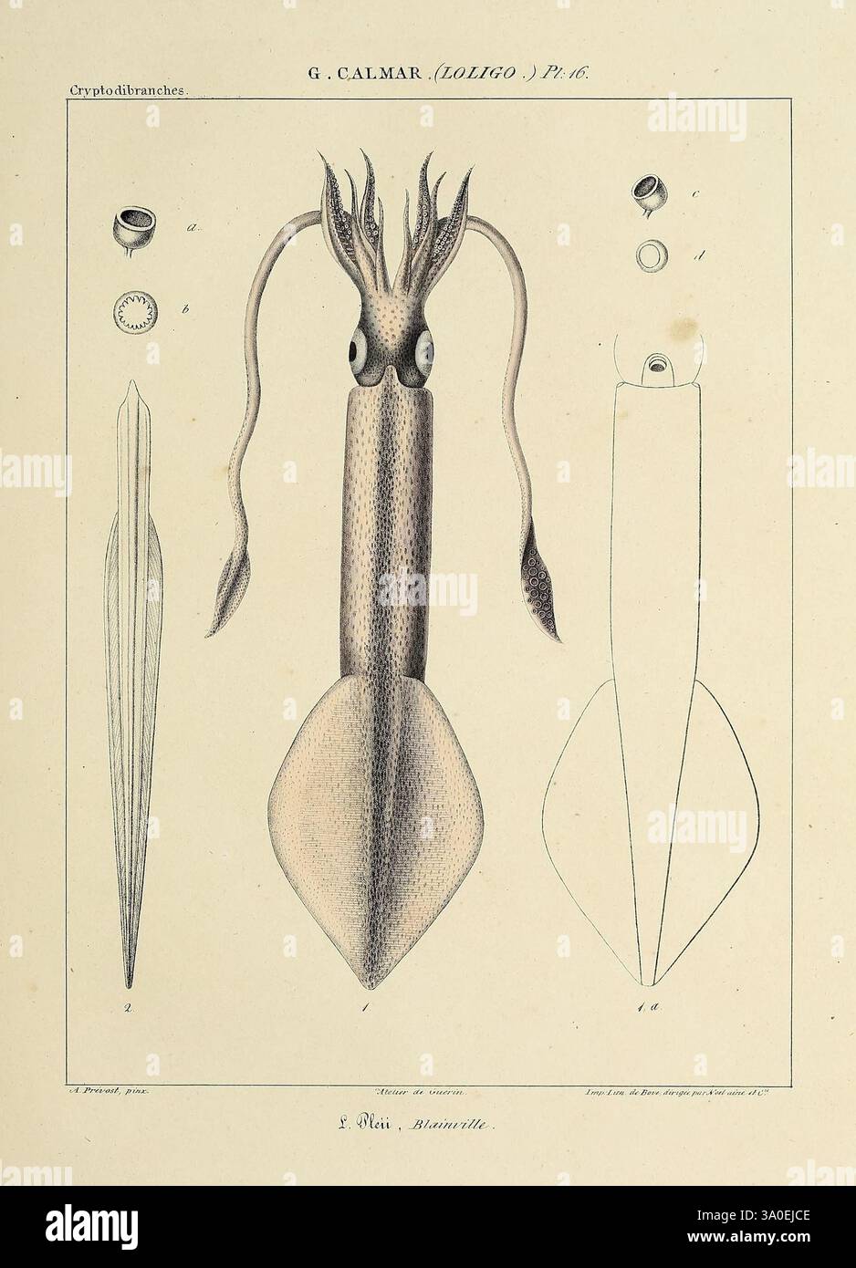 Squids classification hi-res stock photography and images - Alamy