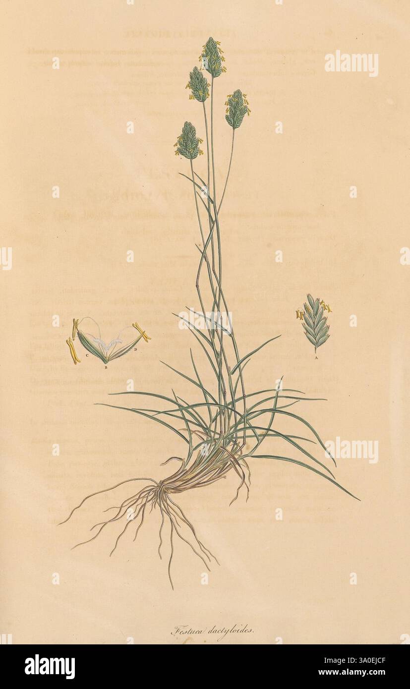 Flora Graeca, sive, Plantarum rariorum historia, quas in provinciis aut ...