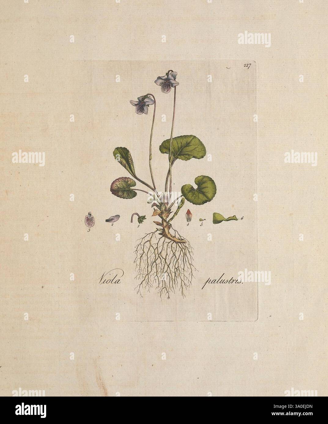 Depicted in different stages of bloom hi-res stock photography and ...