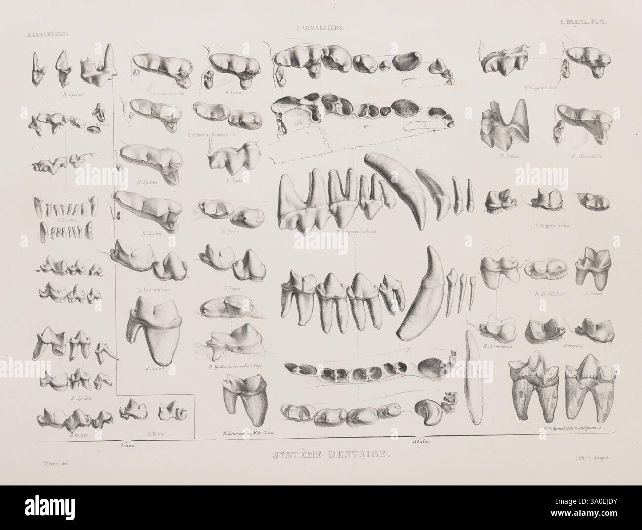 Highlighting different types of teeth hi-res stock photography and ...