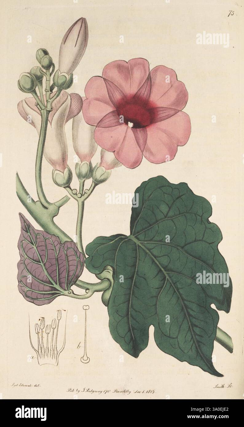 The Botanical Register, London, Printed for James Ridgway, 1815-1828 ...