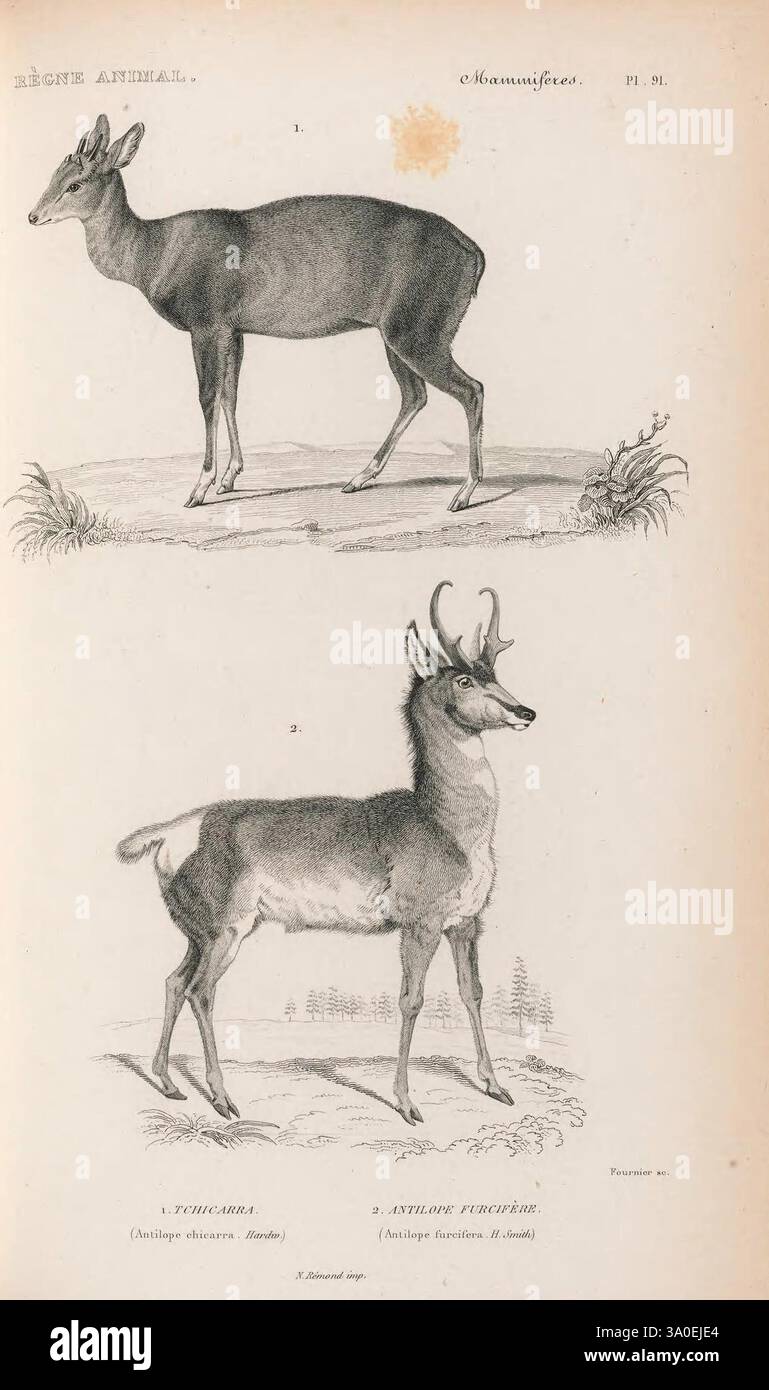 Le règne animal distribué d'après son organisation Paris, 1836-1849 ...