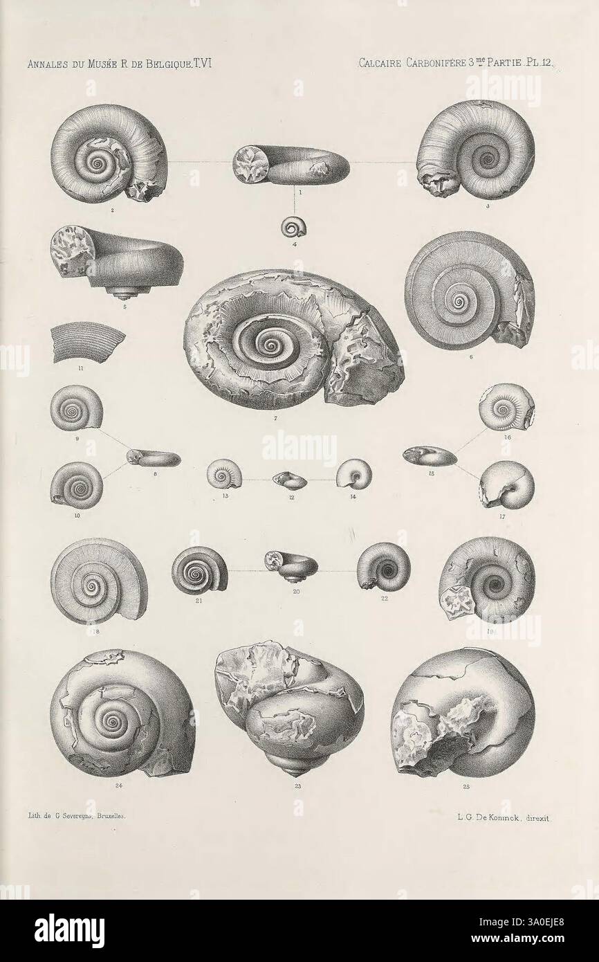 Faune du calcaire carbonifère de la Belgique, Bruxelles, F. Hayez, impr ...