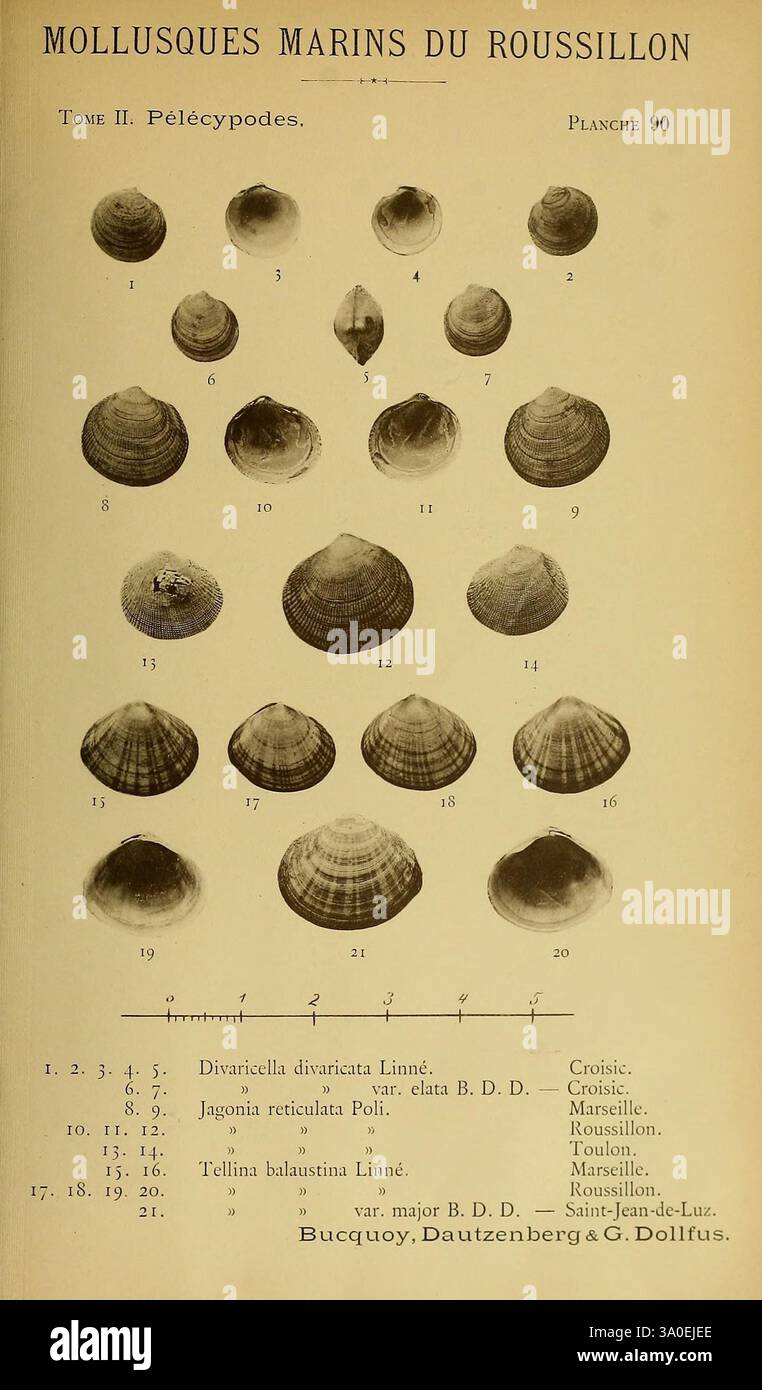 Showcasing various species of bivalves hi-res stock photography and ...