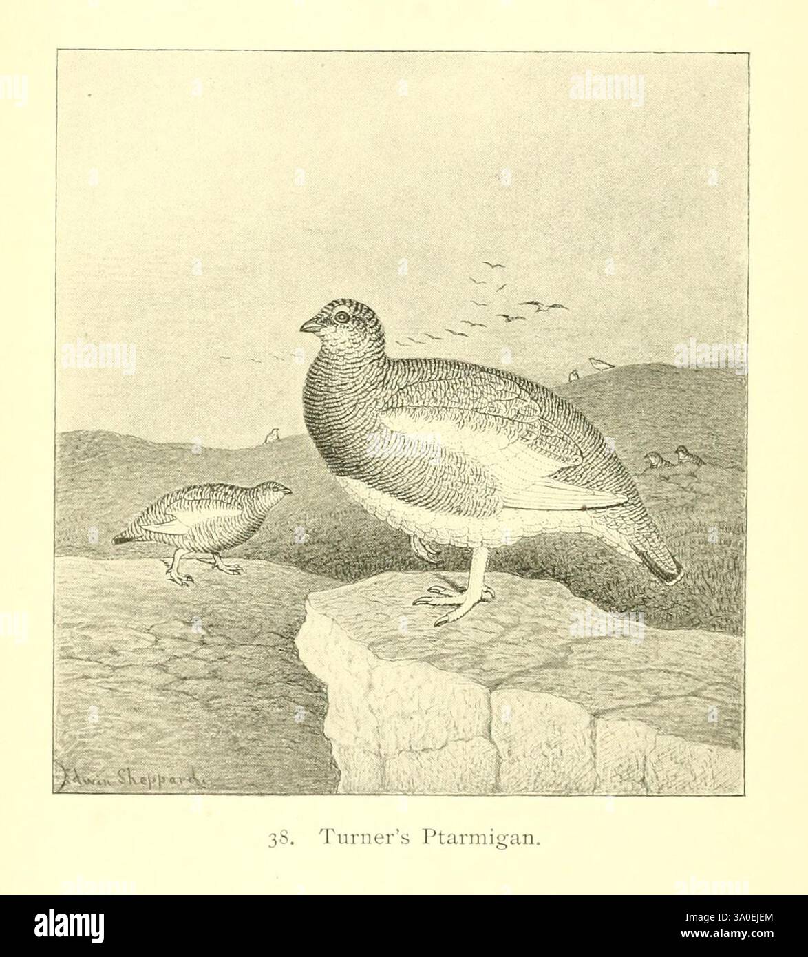 Trinomial lagopus muta atkhensis hi-res stock photography and images ...