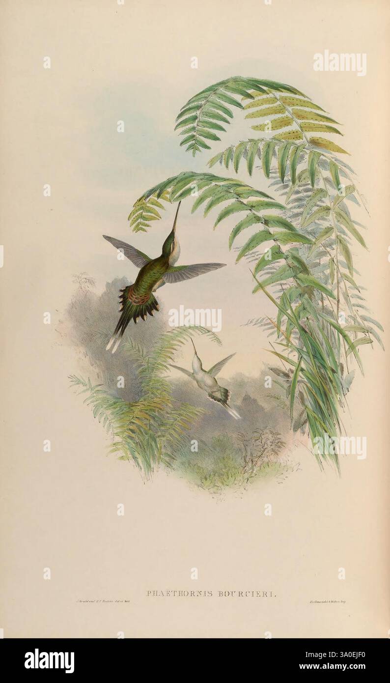 Artwork features two vibrant hummingbirds in mid flight hi-res stock ...