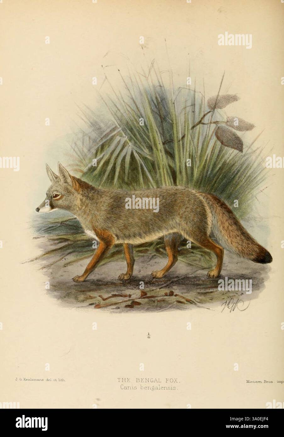 Porter 1890 canidae university toronto canis bengalensis indian hi-res ...