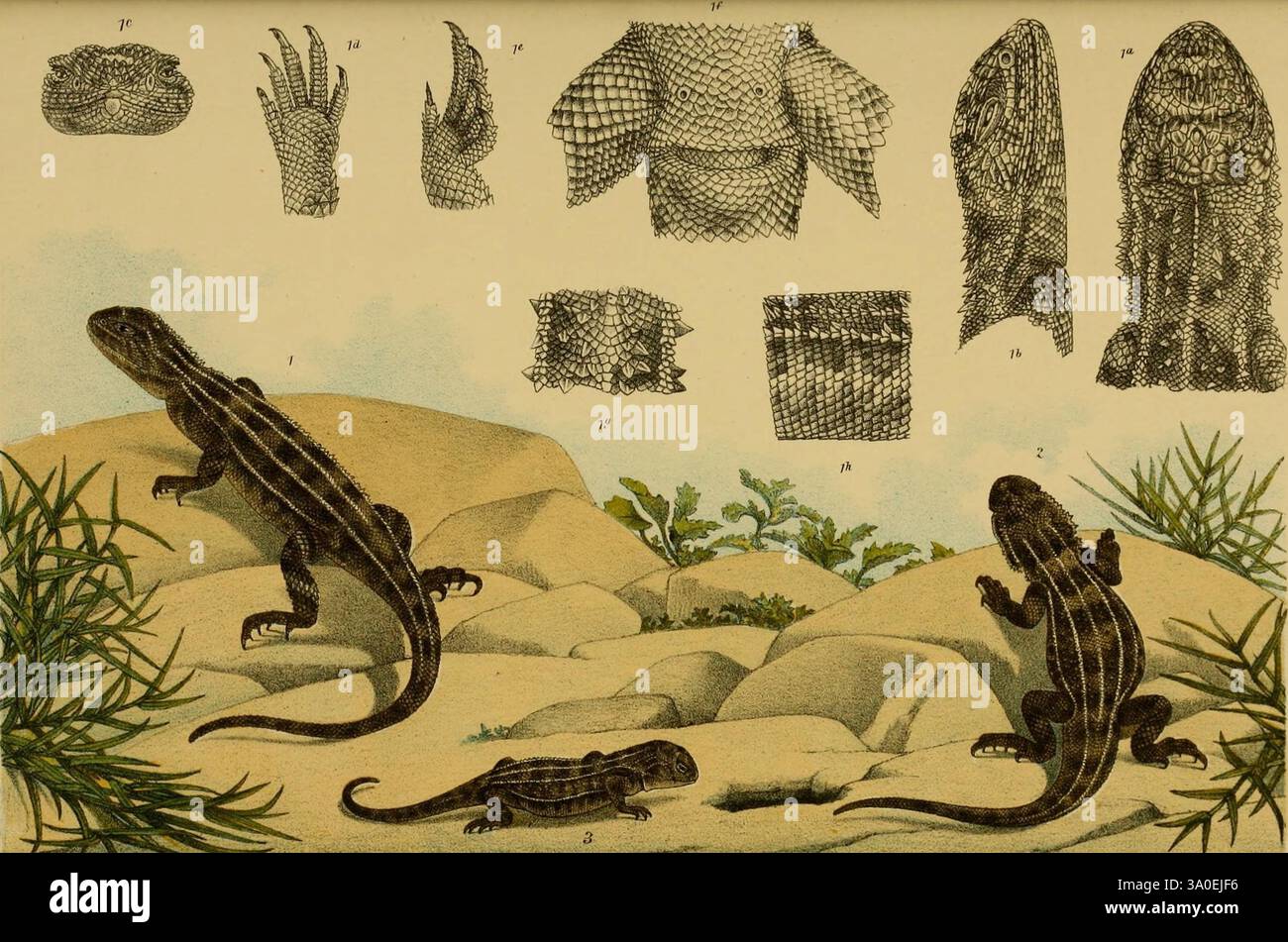Depictions of different lizard body parts hi-res stock photography and ...