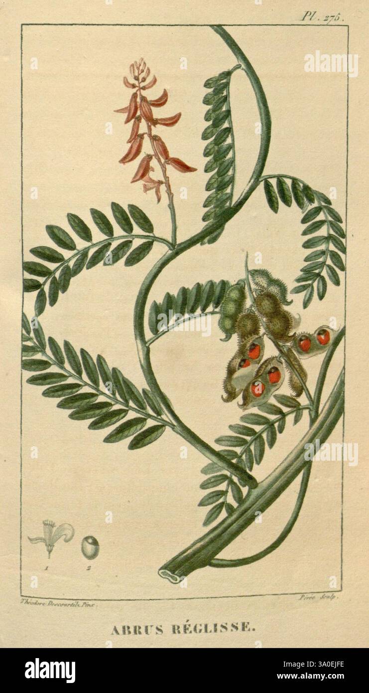 Flore médicale des Antilles, ou, Traité des plantes usuelles, Paris ...