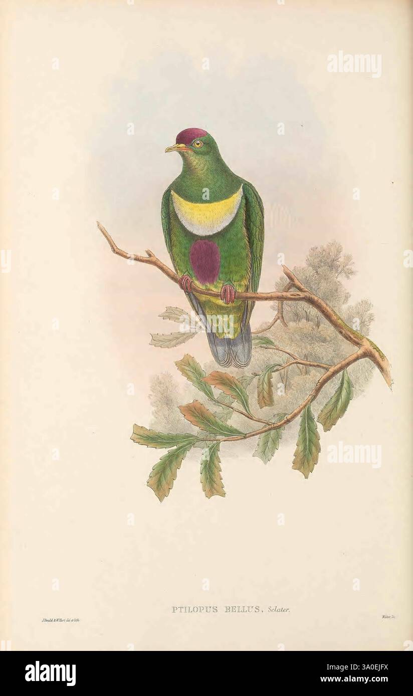 Purple bellied fruit pigeon white bibbed fruit dove hi-res stock ...