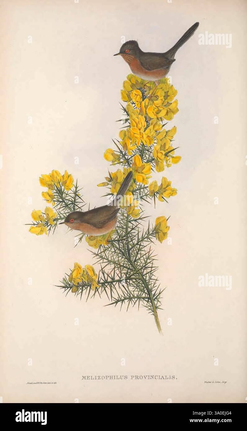 The birds of Great Britain, London, 1873, birds, Great Britain ...
