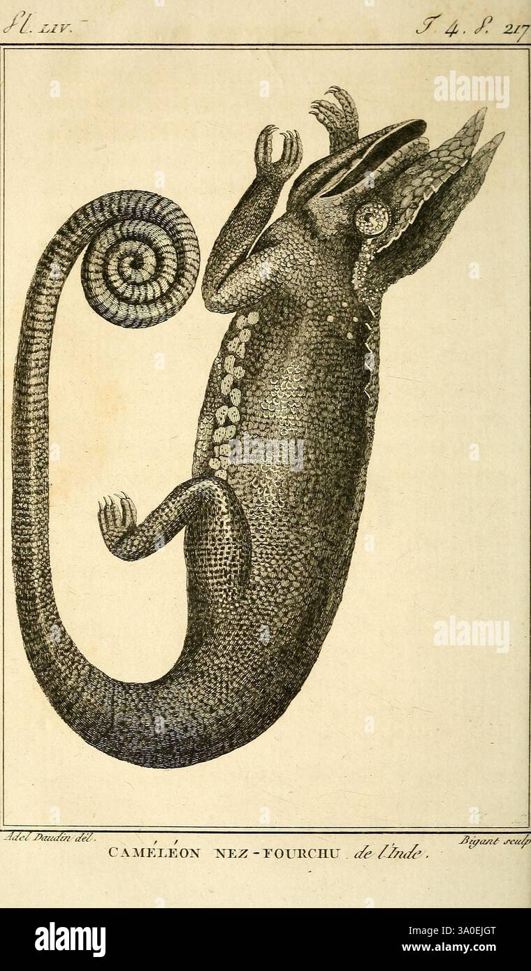 Histoire naturelle, générale et particulière, des reptiles A Paris, De ...