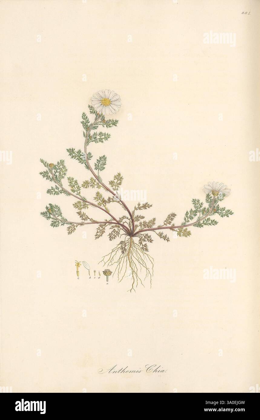 Flora Graeca, sive, Plantarum rariorum historia, quas in provinciis aut ...