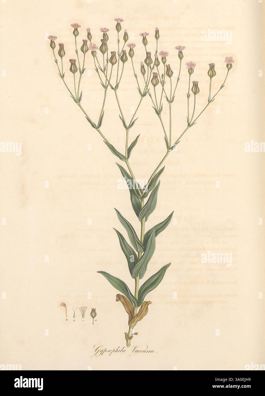 Flora Graeca, sive, Plantarum rariorum historia, quas in provinciis aut ...