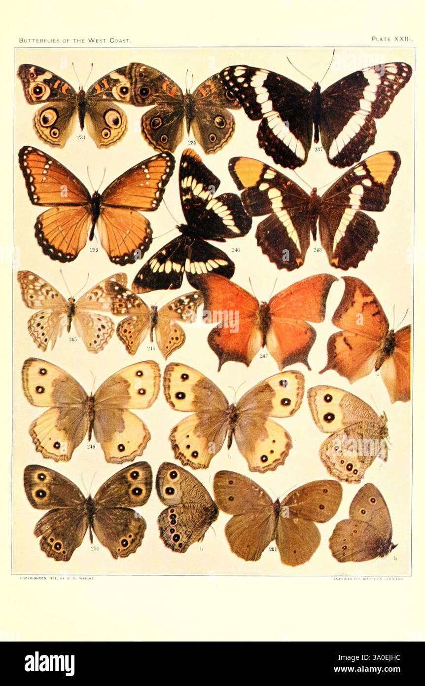 The butterflies of the West Coast of the United States San Bernardino ...
