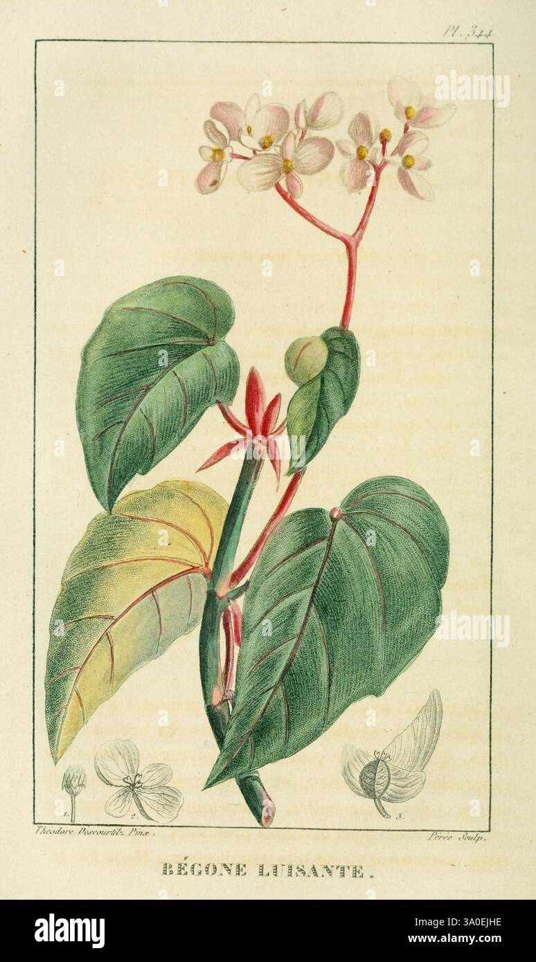 Flore pittoresque et médicale des Antilles, Paris, Pichard, 1821-1829 ...