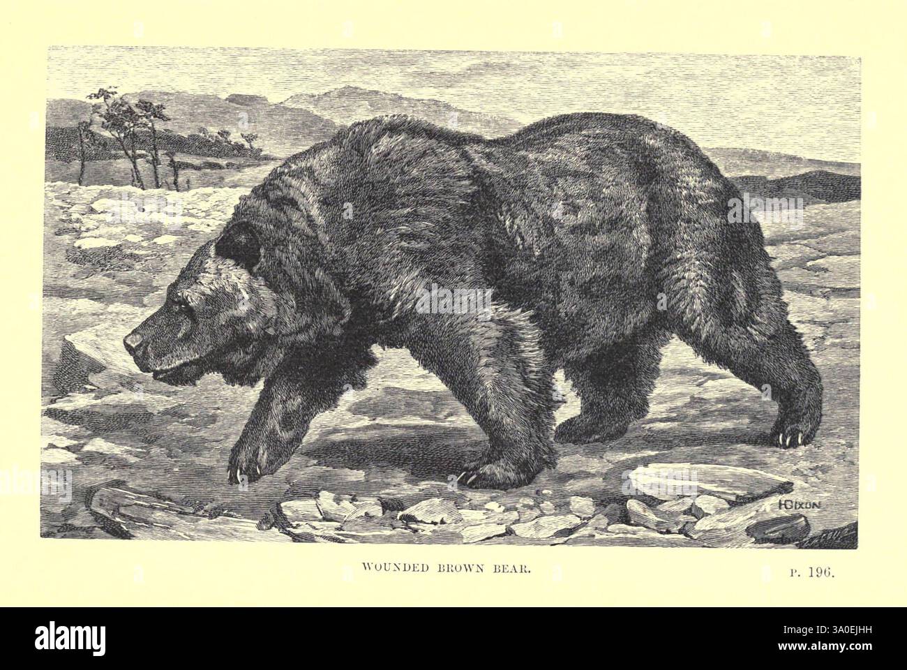 Wild beasts and their ways, 1890. Hunting Brown Bear Animal Behavior ...