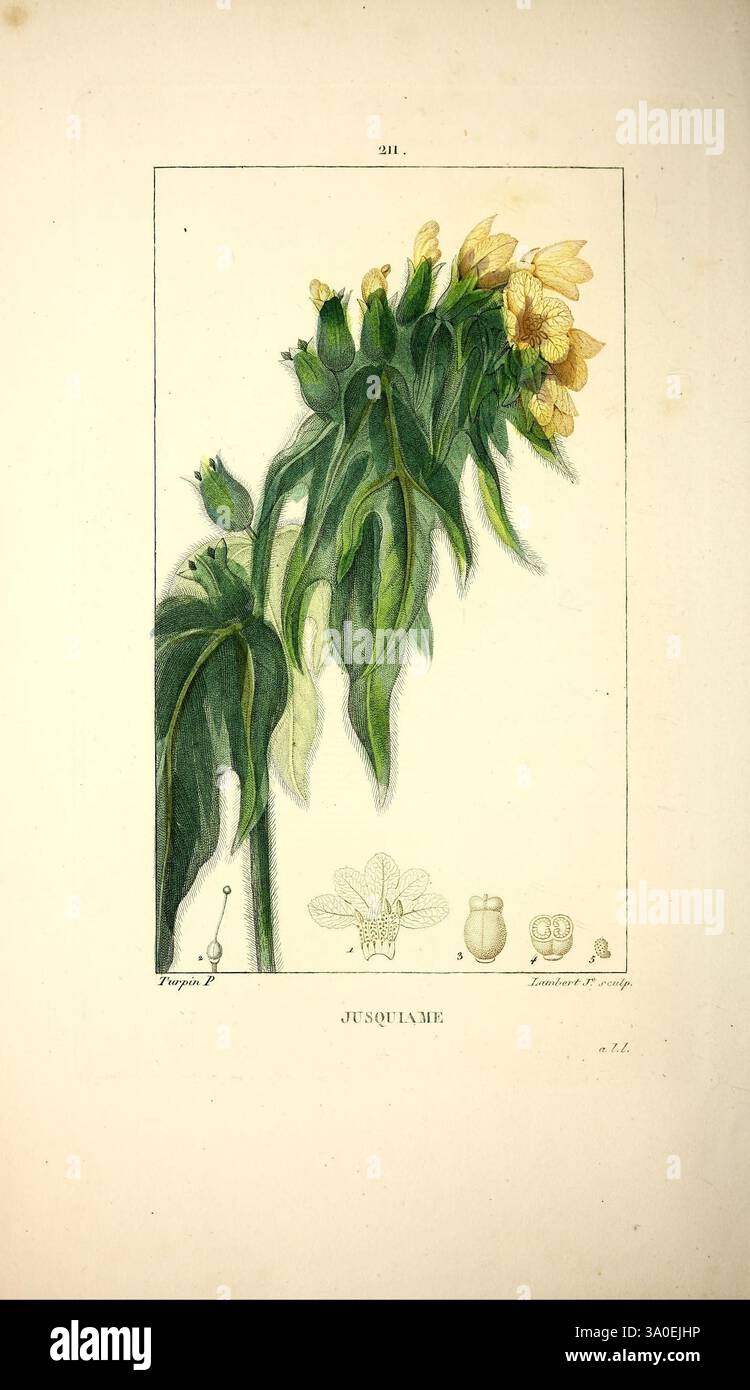 Various related botanical elements hi-res stock photography and images ...