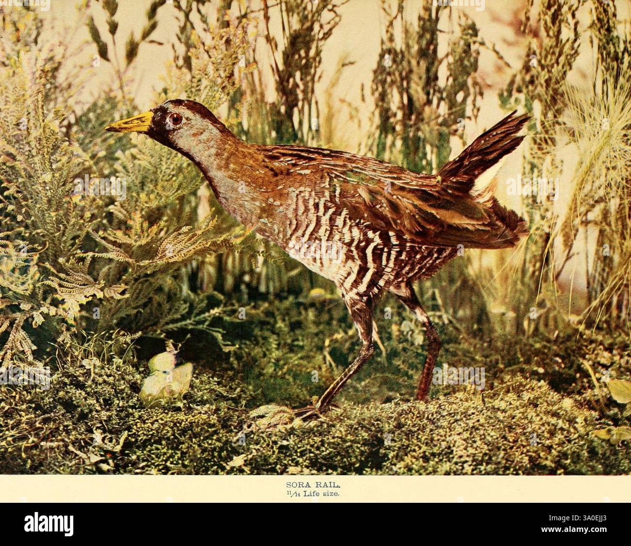 Leg slightly lifted hi-res stock photography and images - Alamy