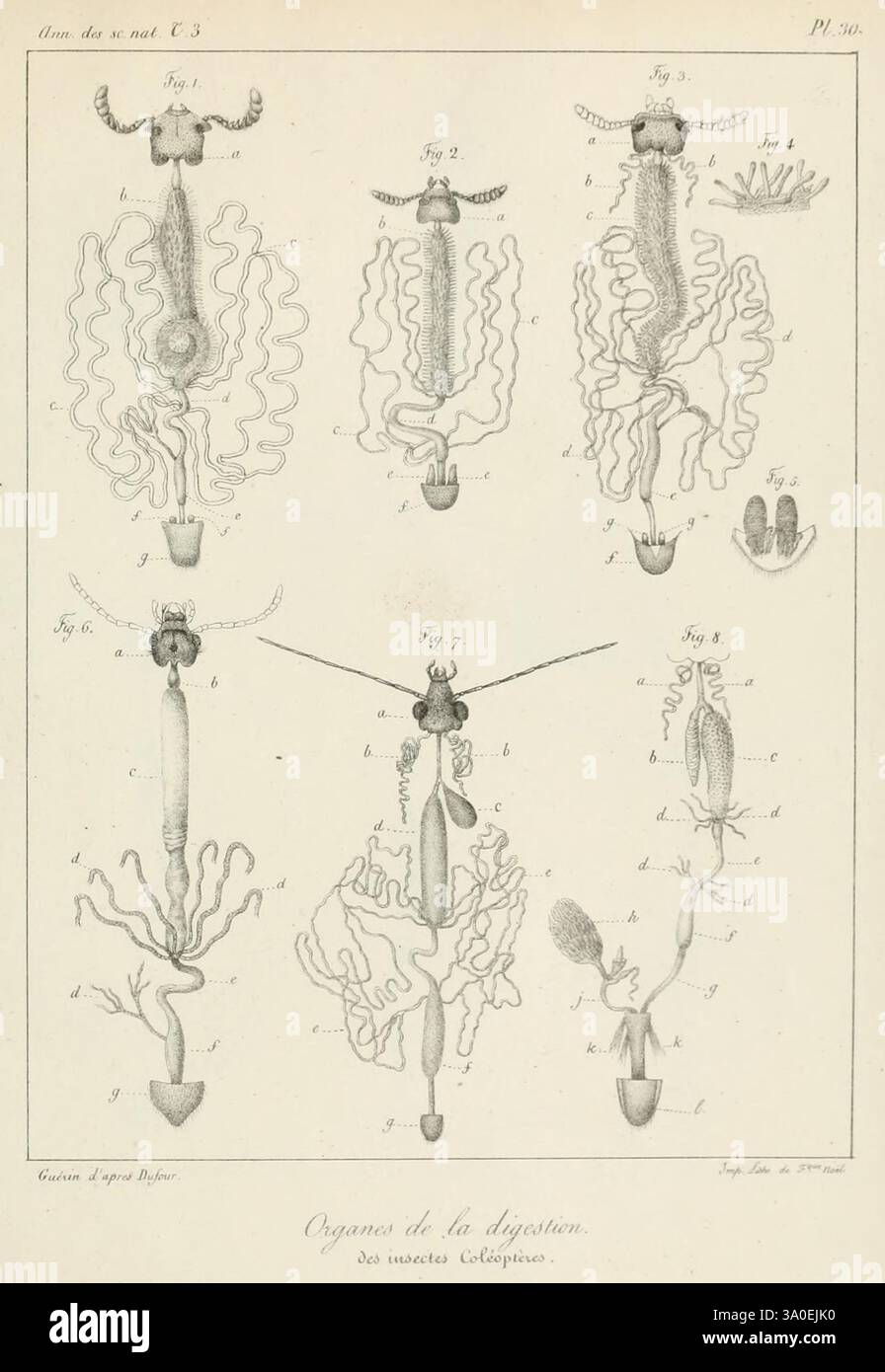 Detailed overview of different anatomical structures hi-res stock ...