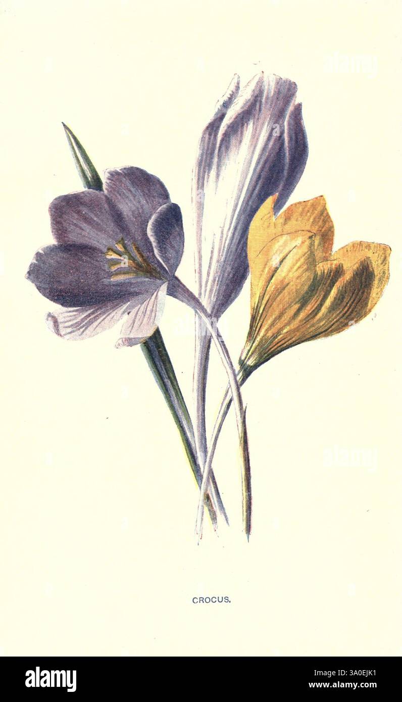 Familiar garden flowers, 1907, flowers, floriculture, Crocus vernus, A ...