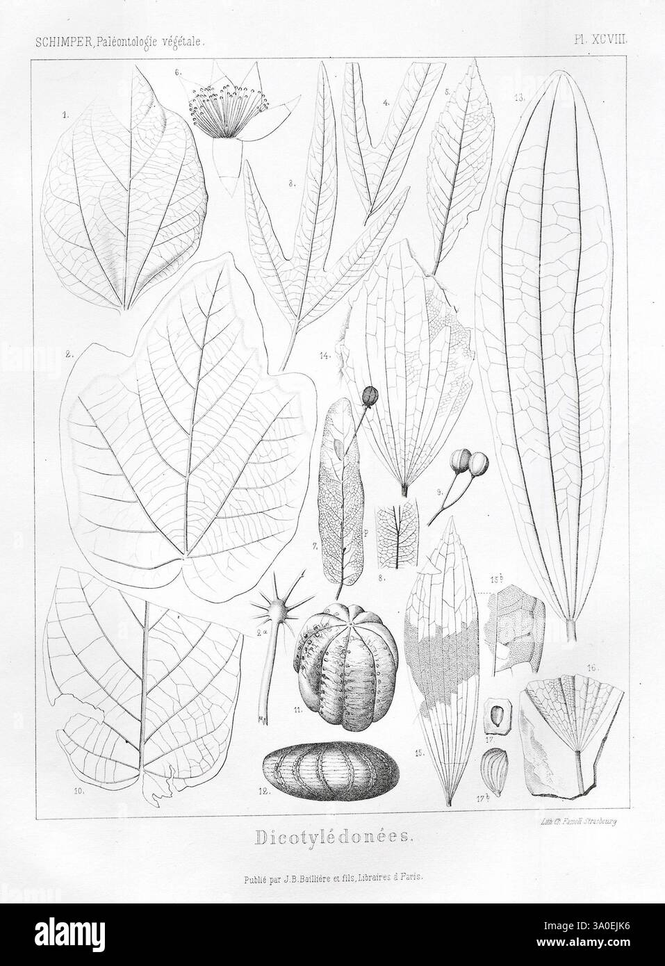 Family dicotyledoneae hi-res stock photography and images - Alamy