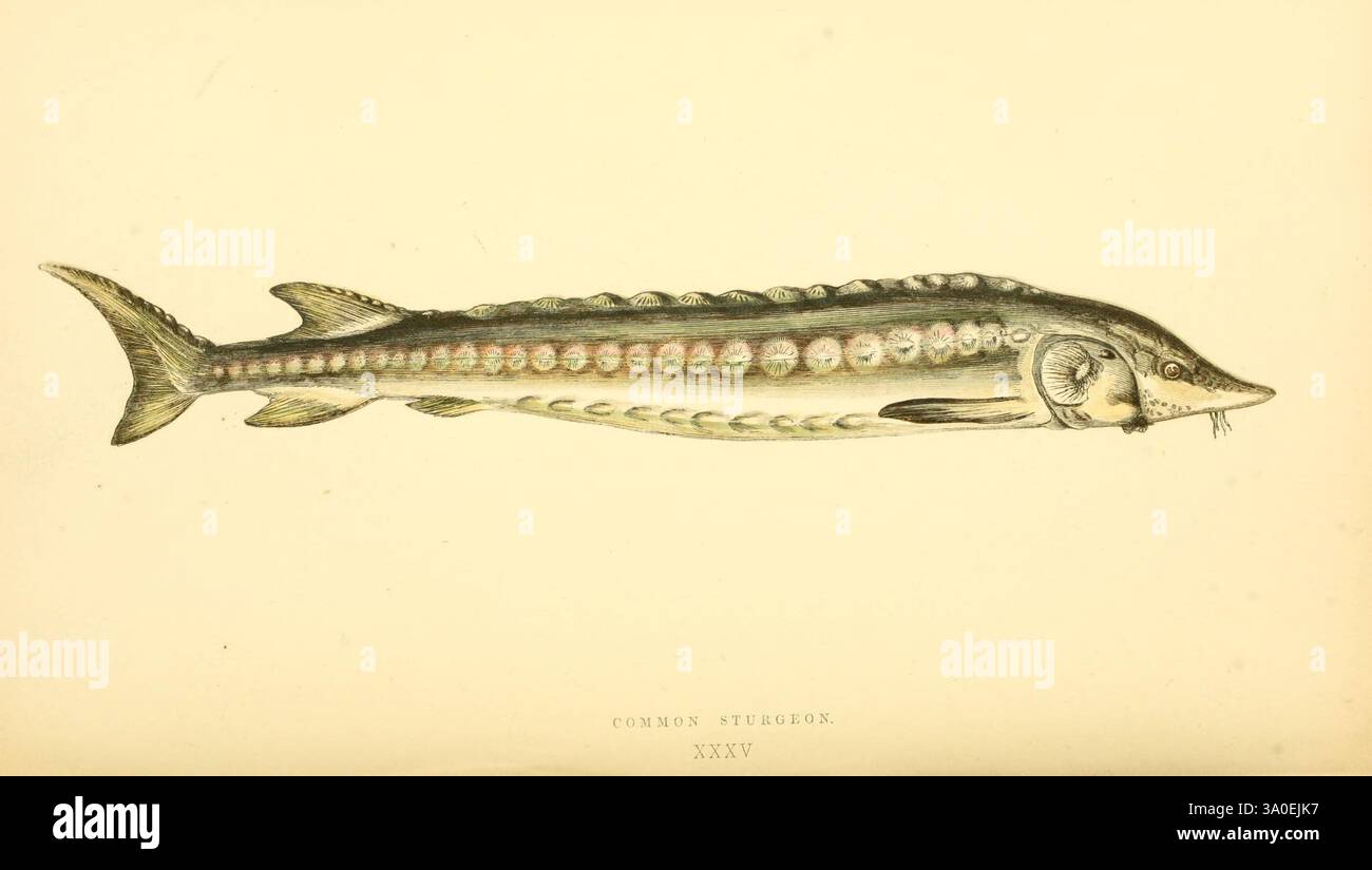 A history of the fishes of the British Islands 1862-65 Great Britain ...