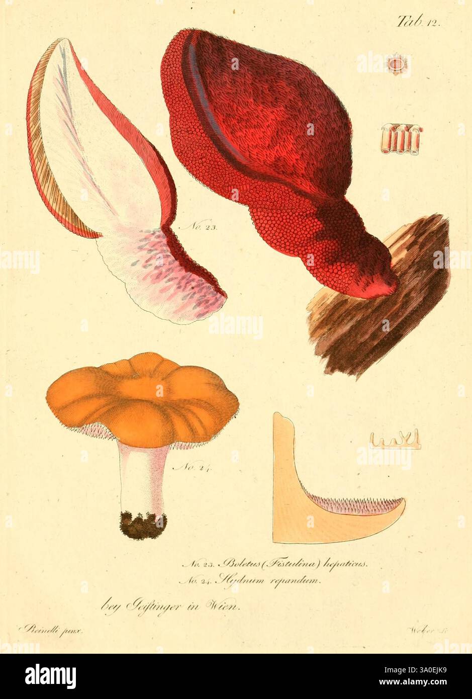 Orange mushroom features hi-res stock photography and images - Alamy