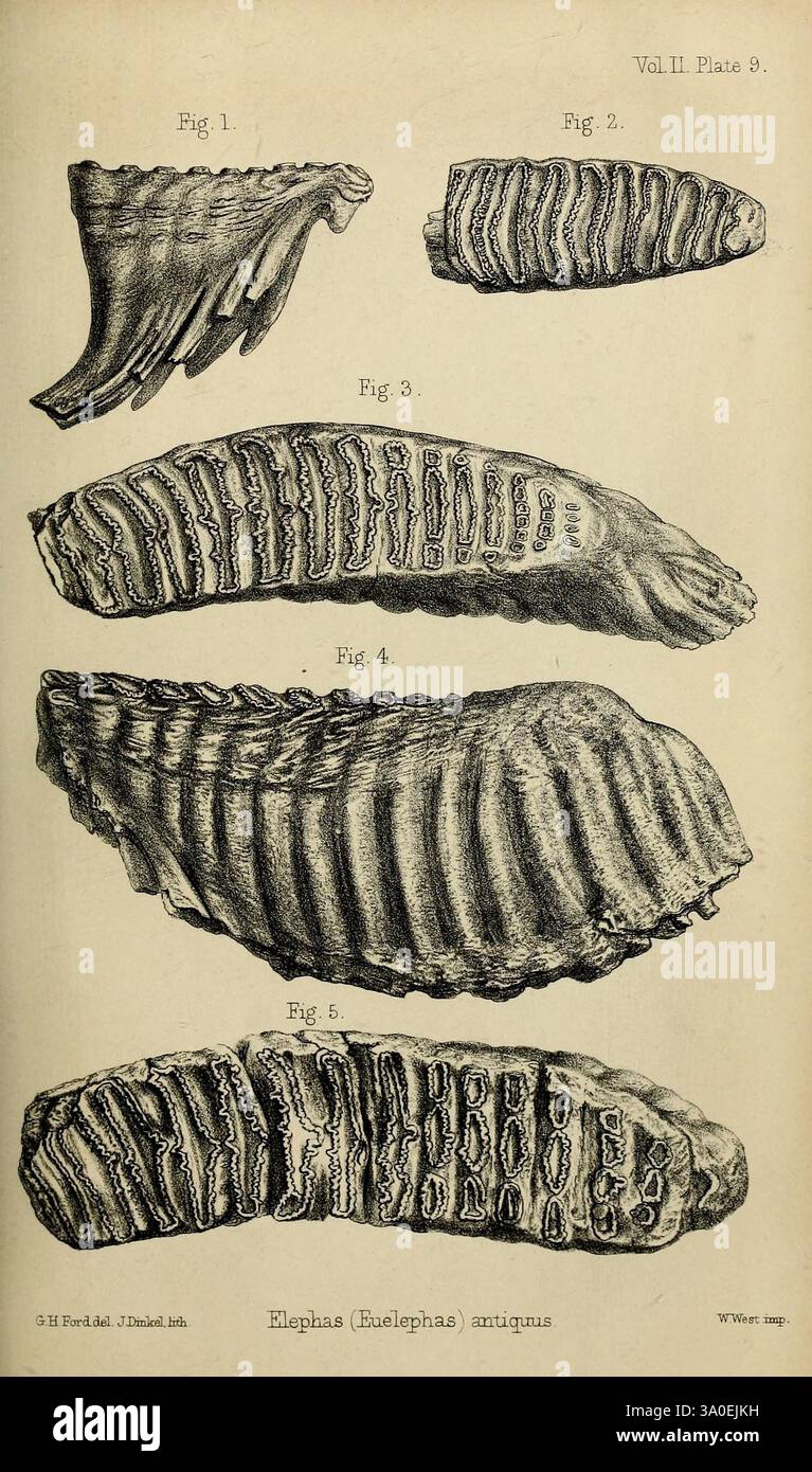 Study of prehistoric elephant anatomy hi-res stock photography and ...