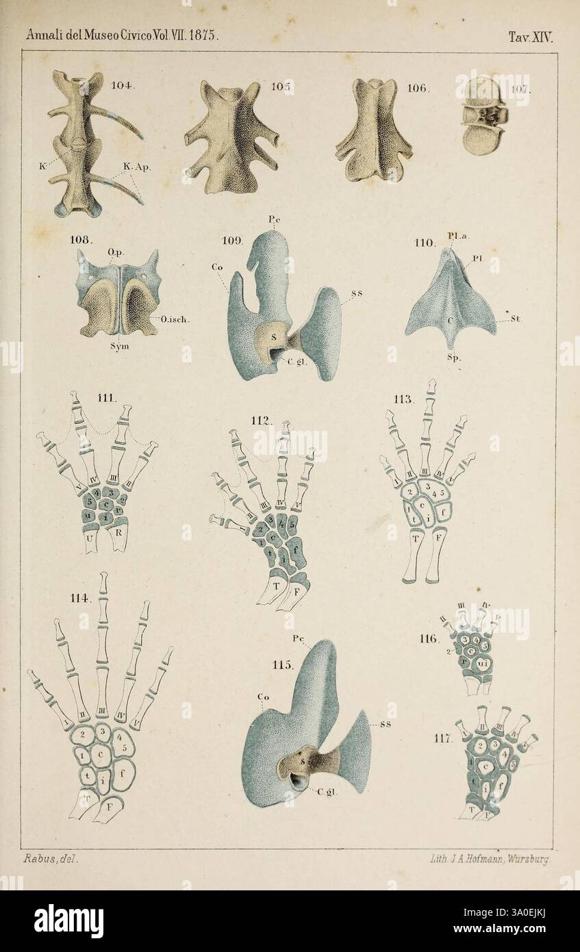 Salamandrina perspicillata, Geotriton fuscus, Genua, Institut der Sordo ...