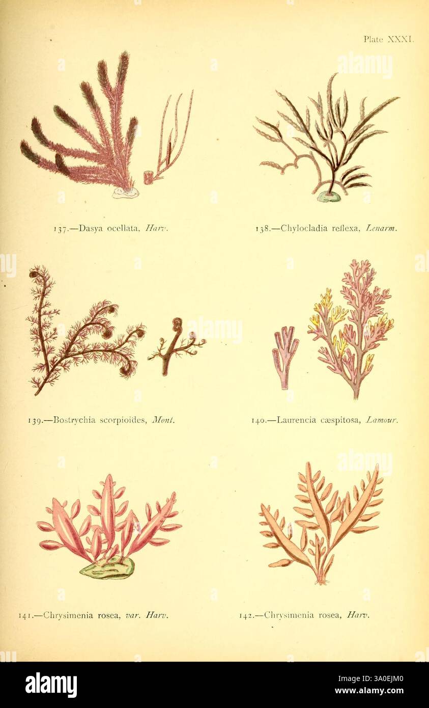 Laurencia caspitosa hi-res stock photography and images - Alamy