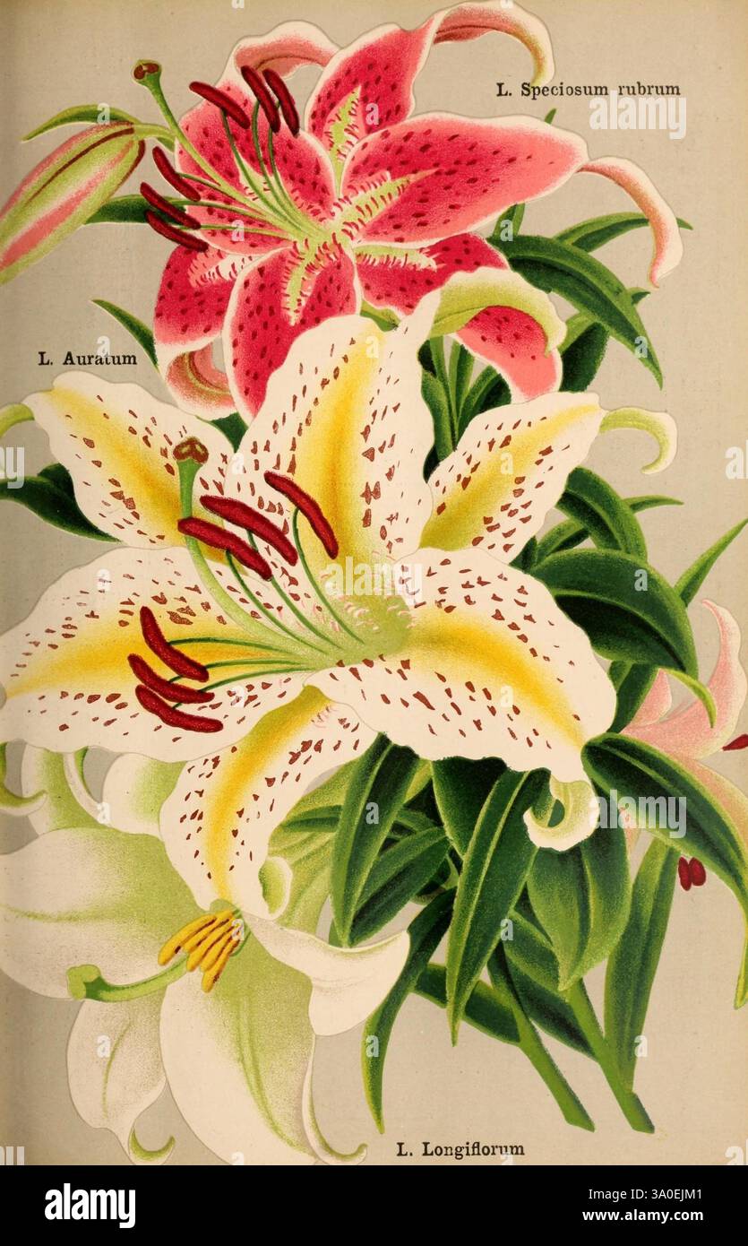 Lilies in gardening nursery hi-res stock photography and images - Alamy