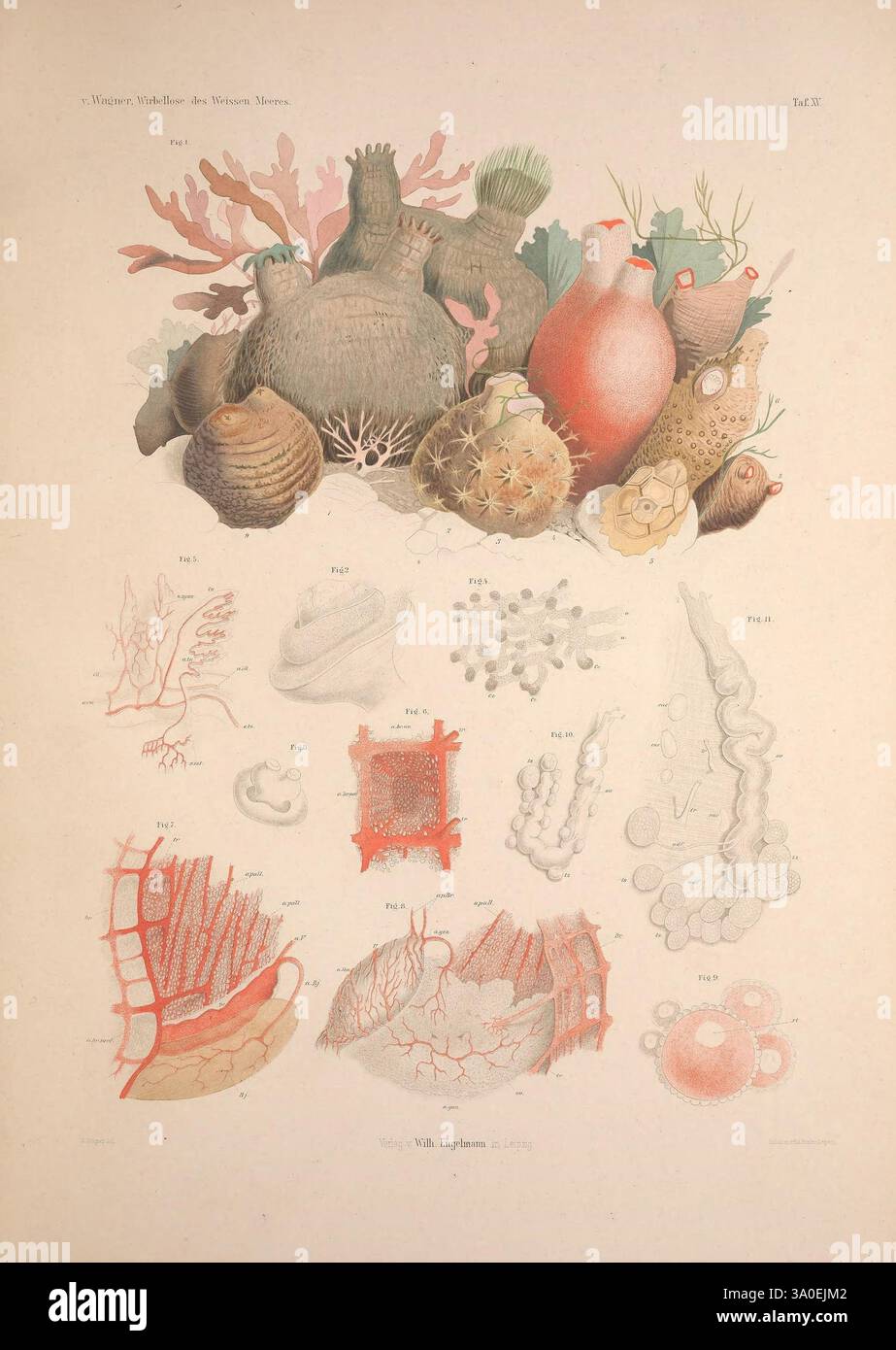 Microscopic views of different marine cells hi-res stock photography ...