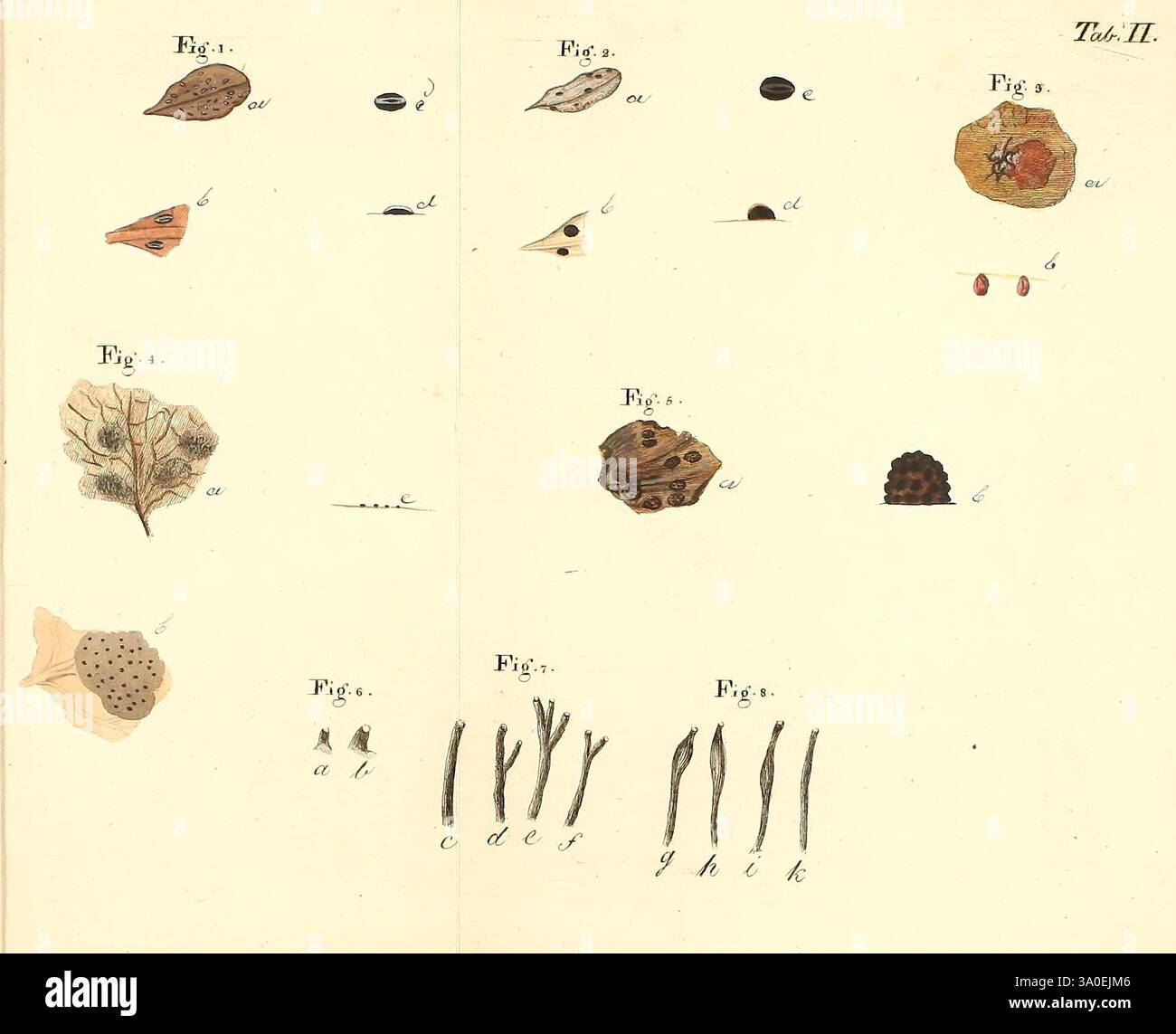 Observationes Mycologicae Havniae Sumptibus G. Bonnieri 1815-1818 ...