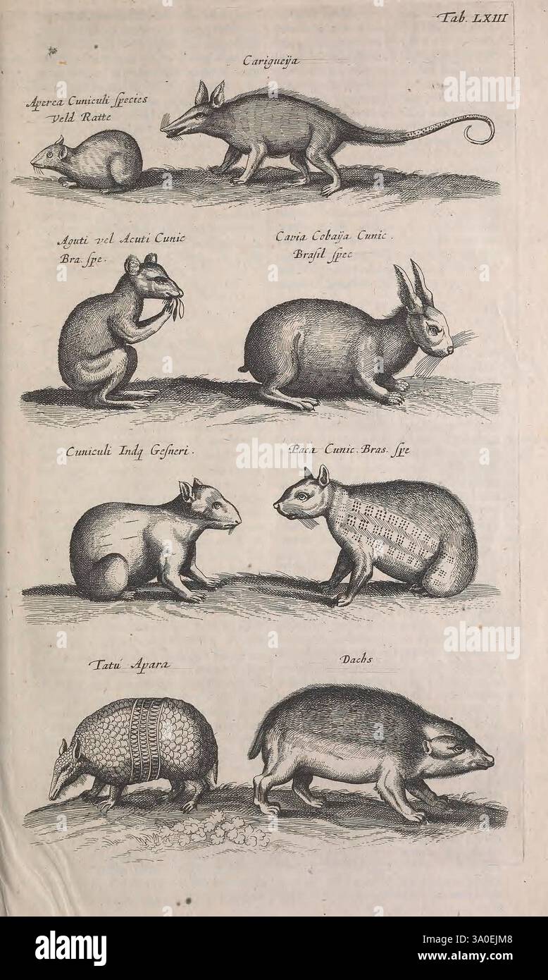 Different classification within small mammals hi-res stock photography ...