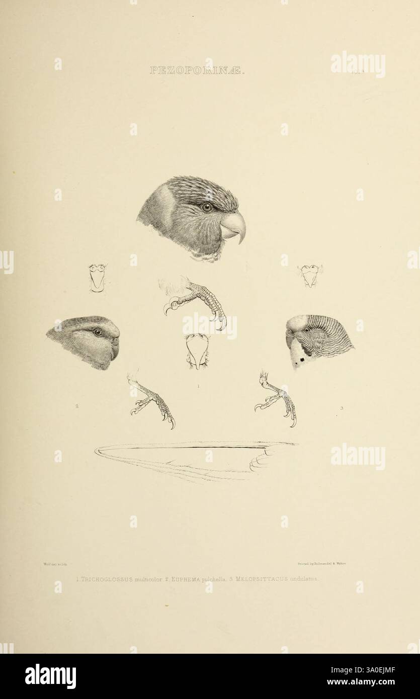 The, genera, of, birds, London, 1849, bird, birds, behavior ornithology ...