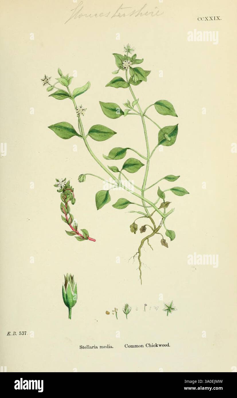 English, botany, or Coloured, figures, of, British, plants, London, R ...