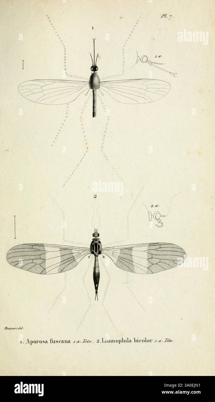 Illustration features two distinct species of insects hi-res stock ...